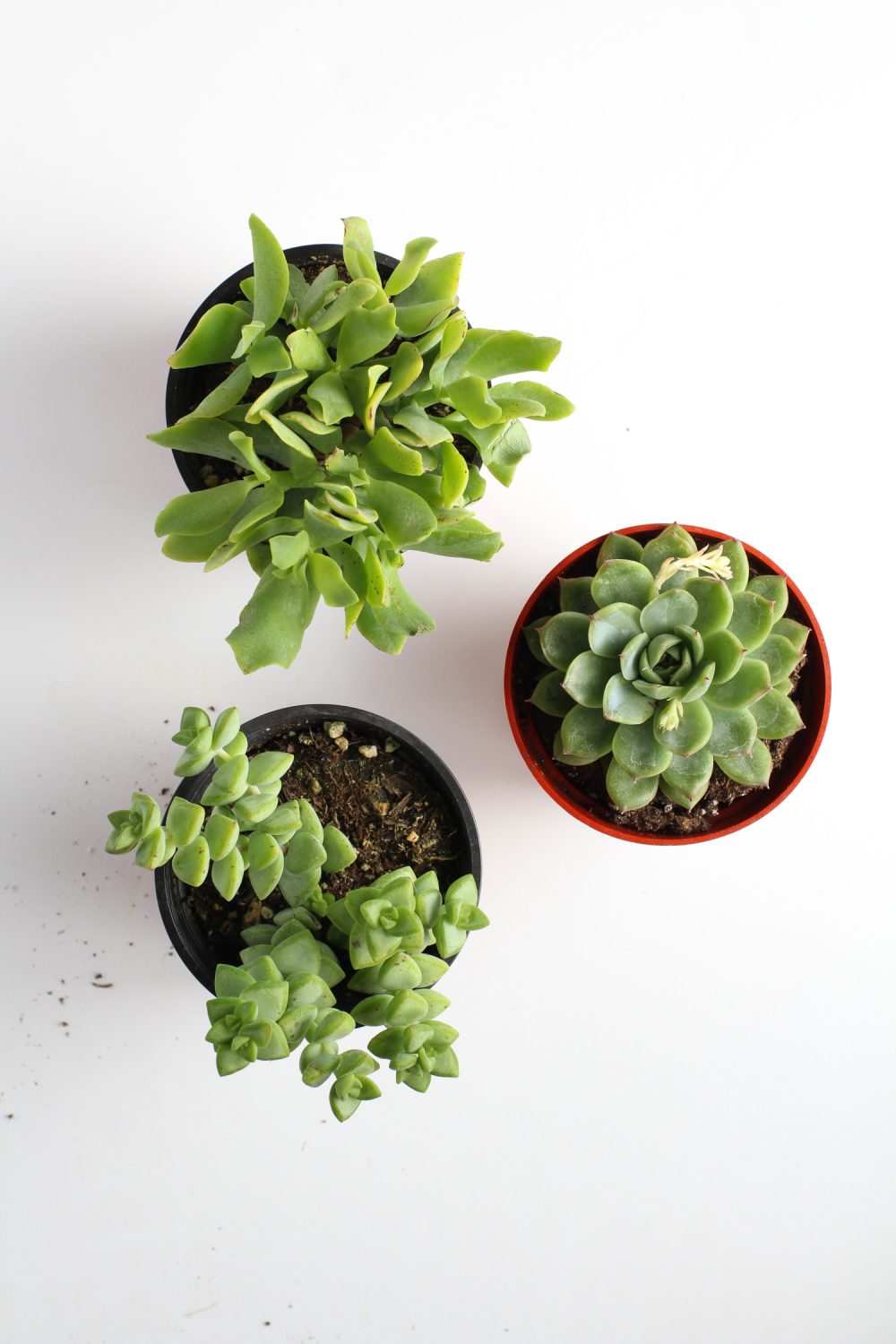 DIY Fun Succulent Planters With Dollar Store Supplies