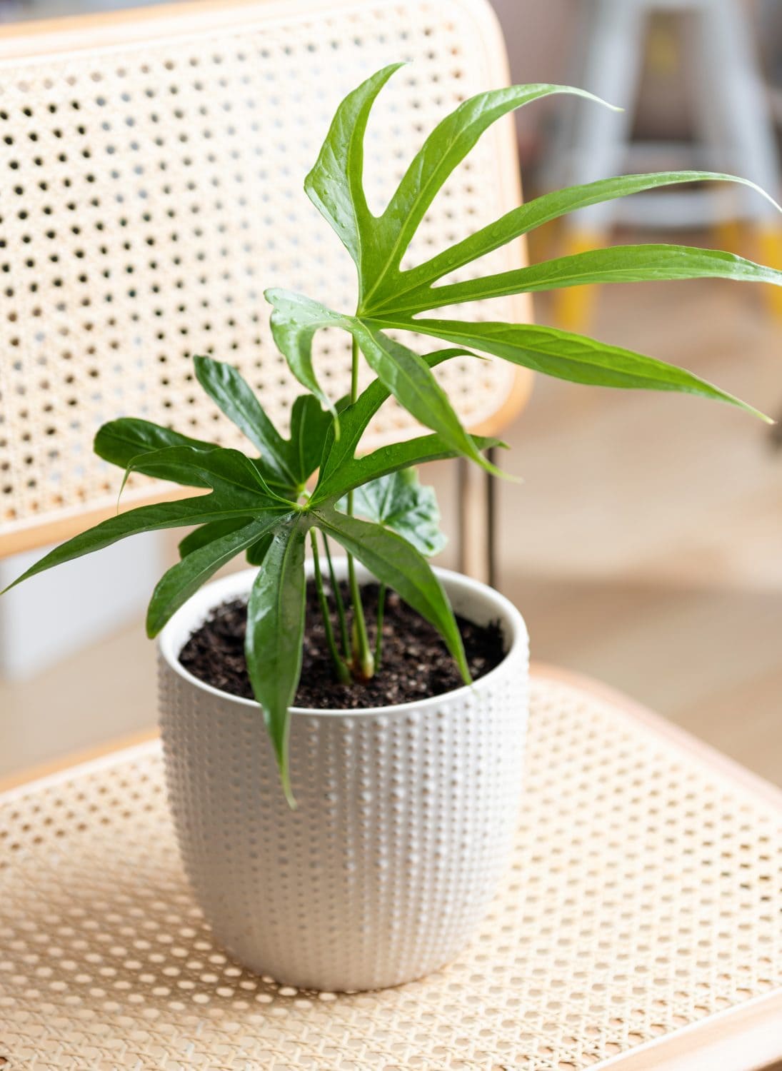 15 Exotic Indoor Plants You Haven’t Heard Of But Need To- Weird Indoor ...