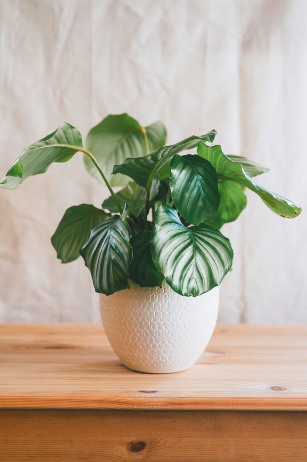 15 Exotic Indoor Plants You Haven’t Heard Of But Need To- Weird Indoor ...