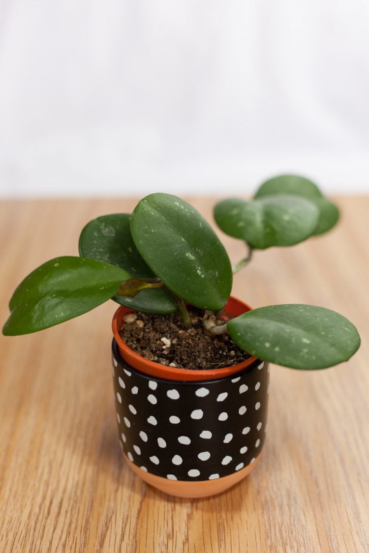 15 Exotic Indoor Plants You Haven’t Heard Of But Need To- Weird Indoor ...