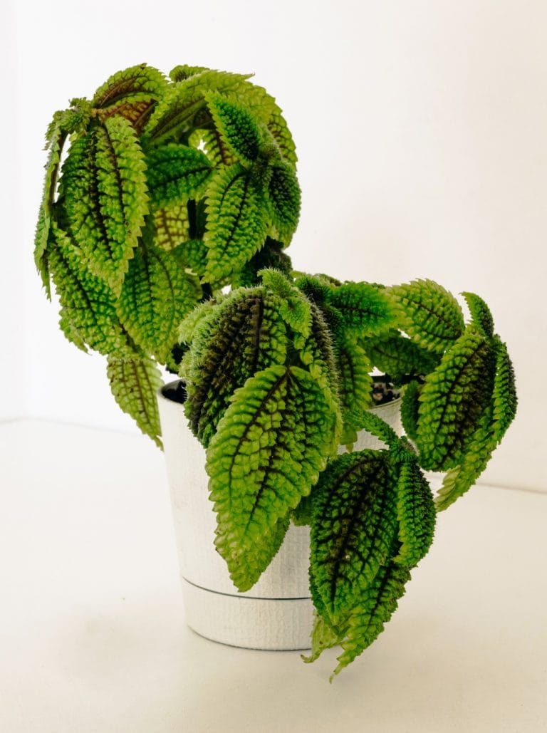 15 Exotic Indoor Plants You Haven’t Heard Of But Need To- Weird Indoor ...